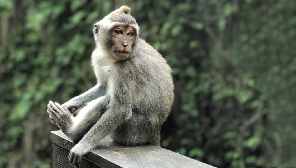 A Floresta Sagrada dos Macacos em Ubud, em Bali na Indonésia