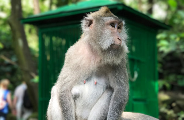A Floresta Sagrada dos Macacos em Ubud, em Bali na Indonésia