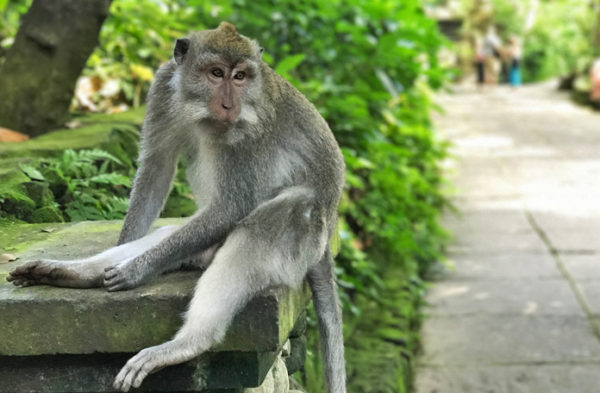 A Floresta Sagrada dos Macacos em Ubud, em Bali na Indonésia